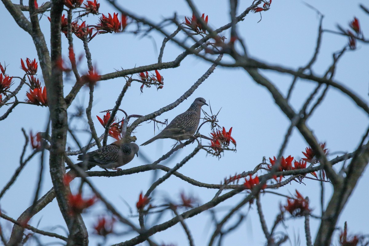 eBird Checklist - 22 Apr 2023 - Chakki more-bhoj nagar road,Himachal ...