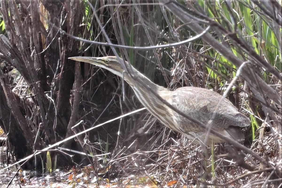 eBird Checklist - 23 Apr 2023 - Baker Wetlands, Lawrence, KS - 1 species