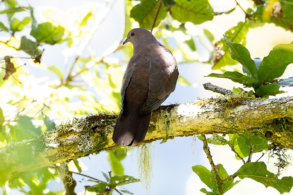 eBird Australia Checklist - 22 Mar 2023 - Providencia loop Road - 45 ...