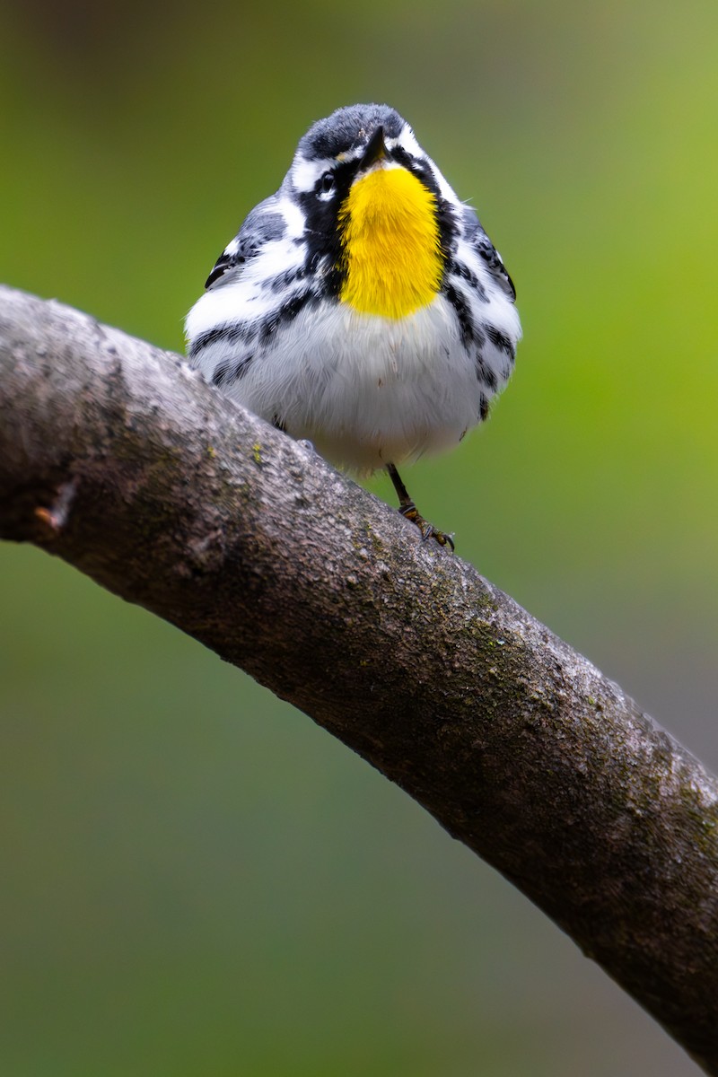 eBird Checklist - 23 Apr 2023 - McClaughrey Spring Woods - 23 species