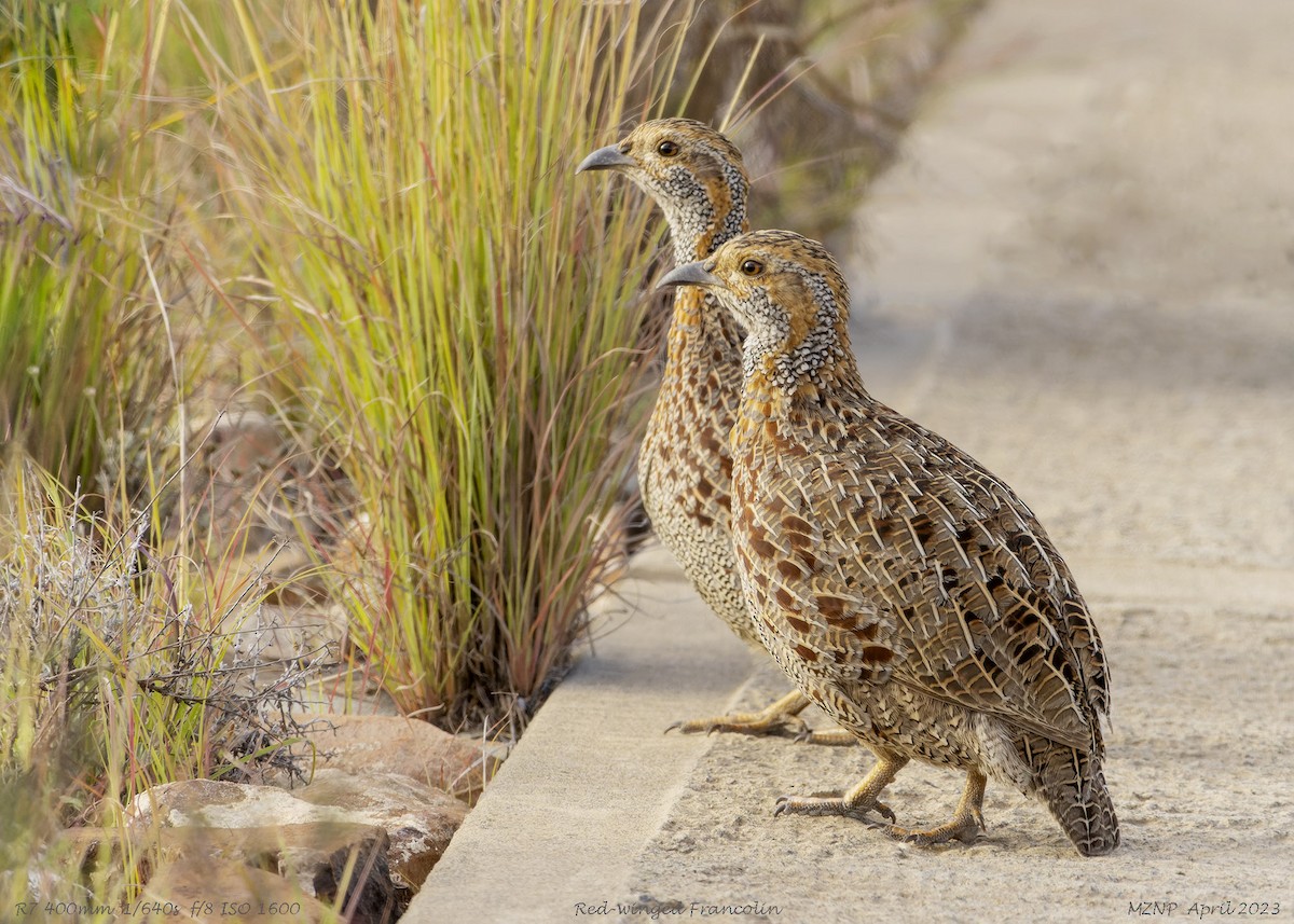 eBird Checklist - 13 Apr 2023 - Mountain Zebra NP - 41 species