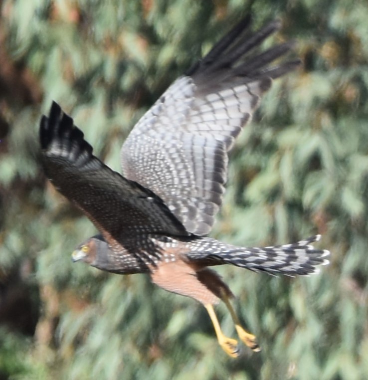 eBird Checklist - 22 Apr 2023 - Dubbo STP Bird Hide - 22 species