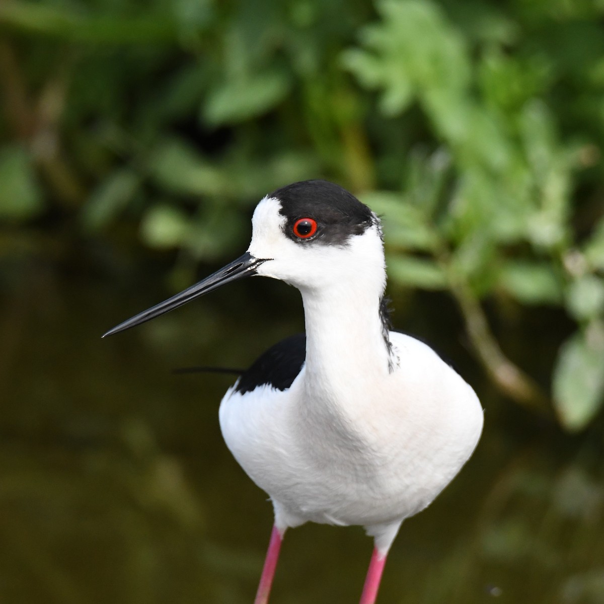 eBird Checklist - 22 Apr 2023 - Nules--El Pou - 12 species
