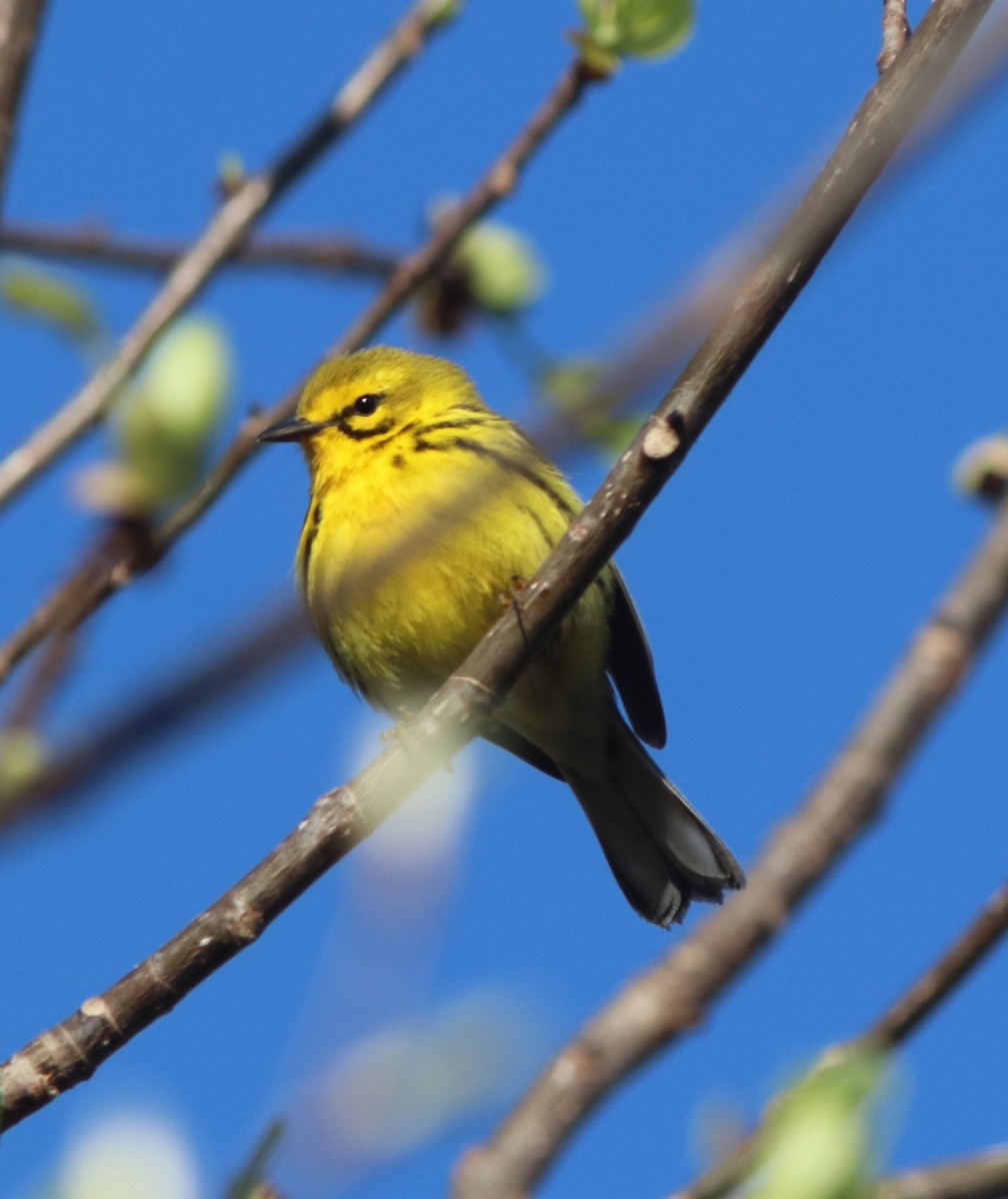 eBird Checklist - 24 Apr 2023 - Snake Hill WMA - 23 species