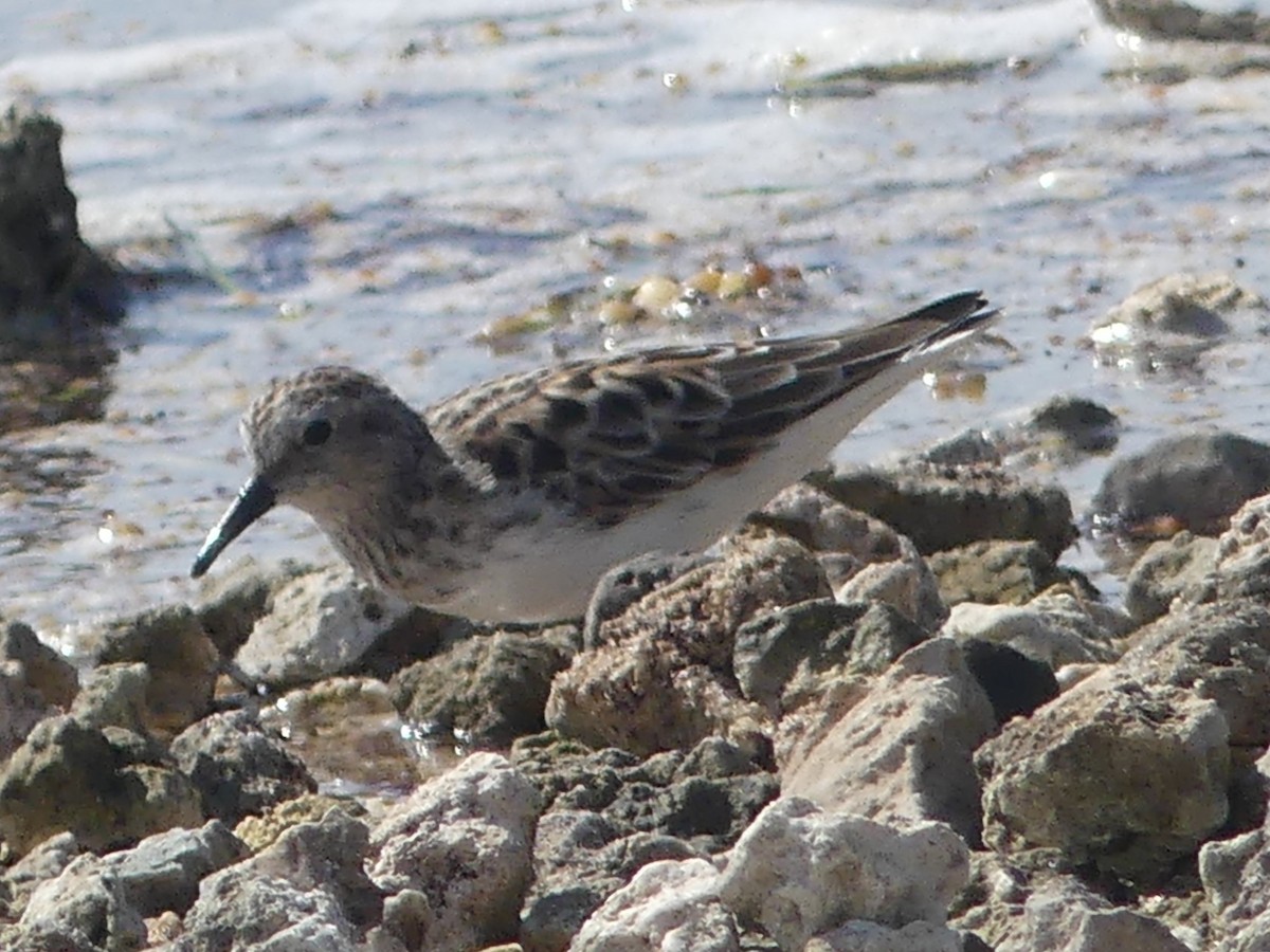 eBird Checklist - 24 Apr 2023 - Harry Harris County Park - 18 species