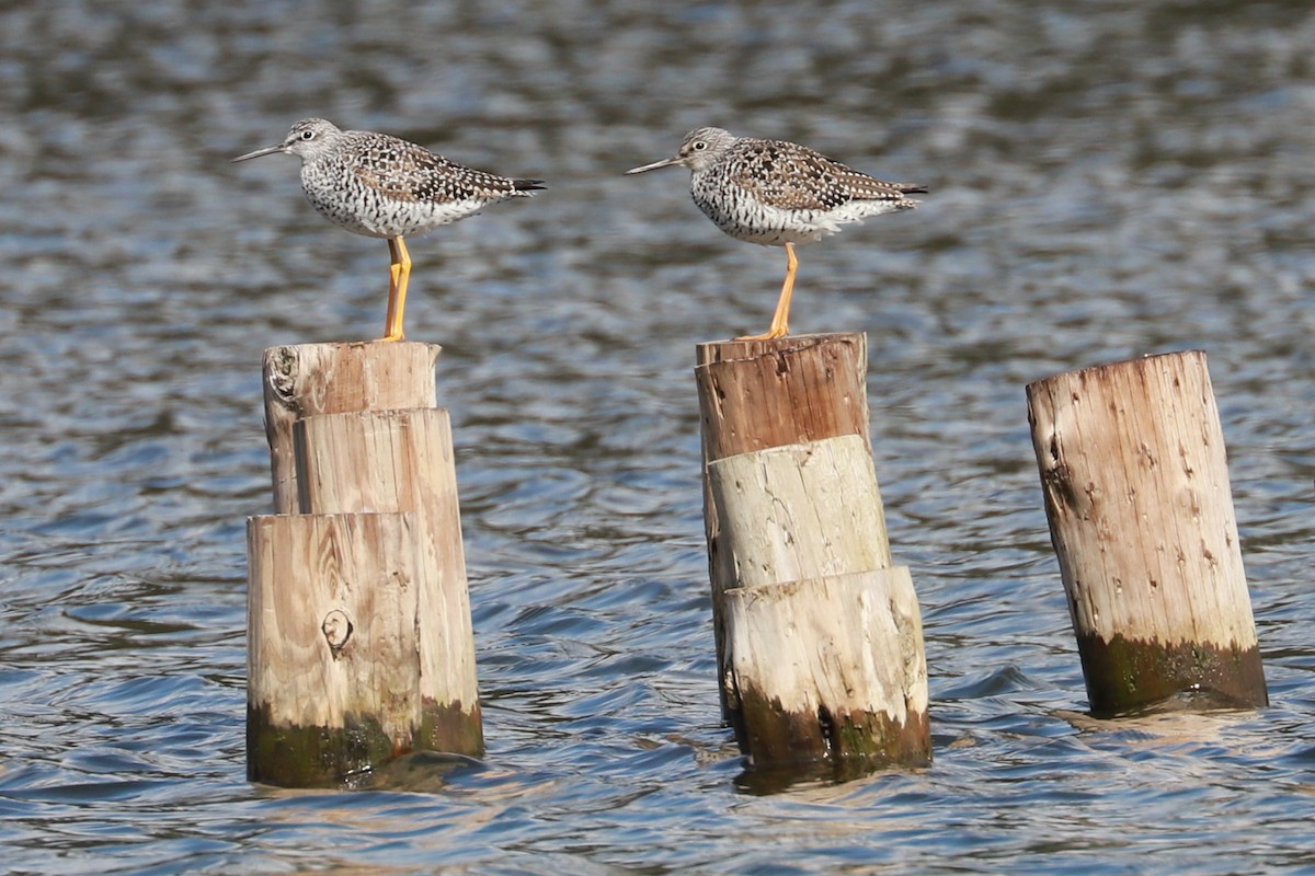 eBird Checklist - 24 Apr 2023 - Colyer Lake Recreation Area - 36 species