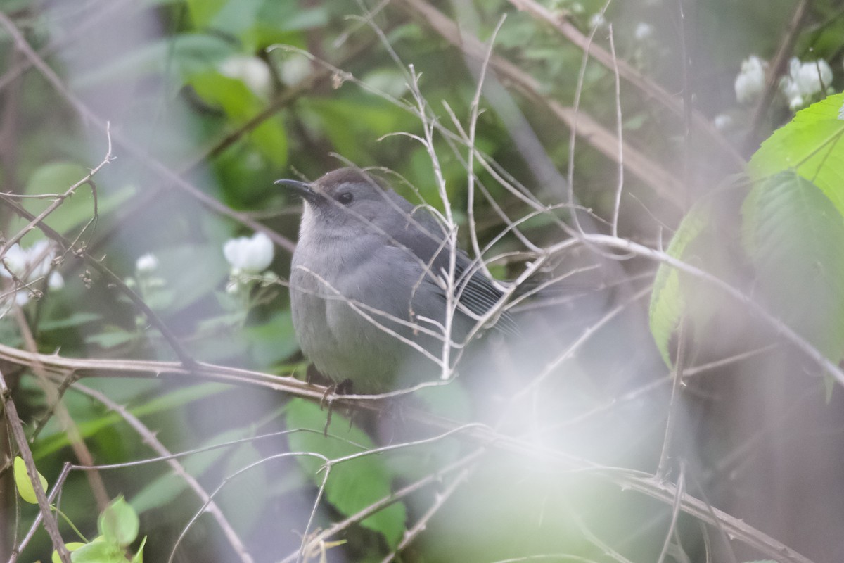 North Carolina Bird Atlas Checklist - 24 Apr 2023 - Morgan Creek Trail ...