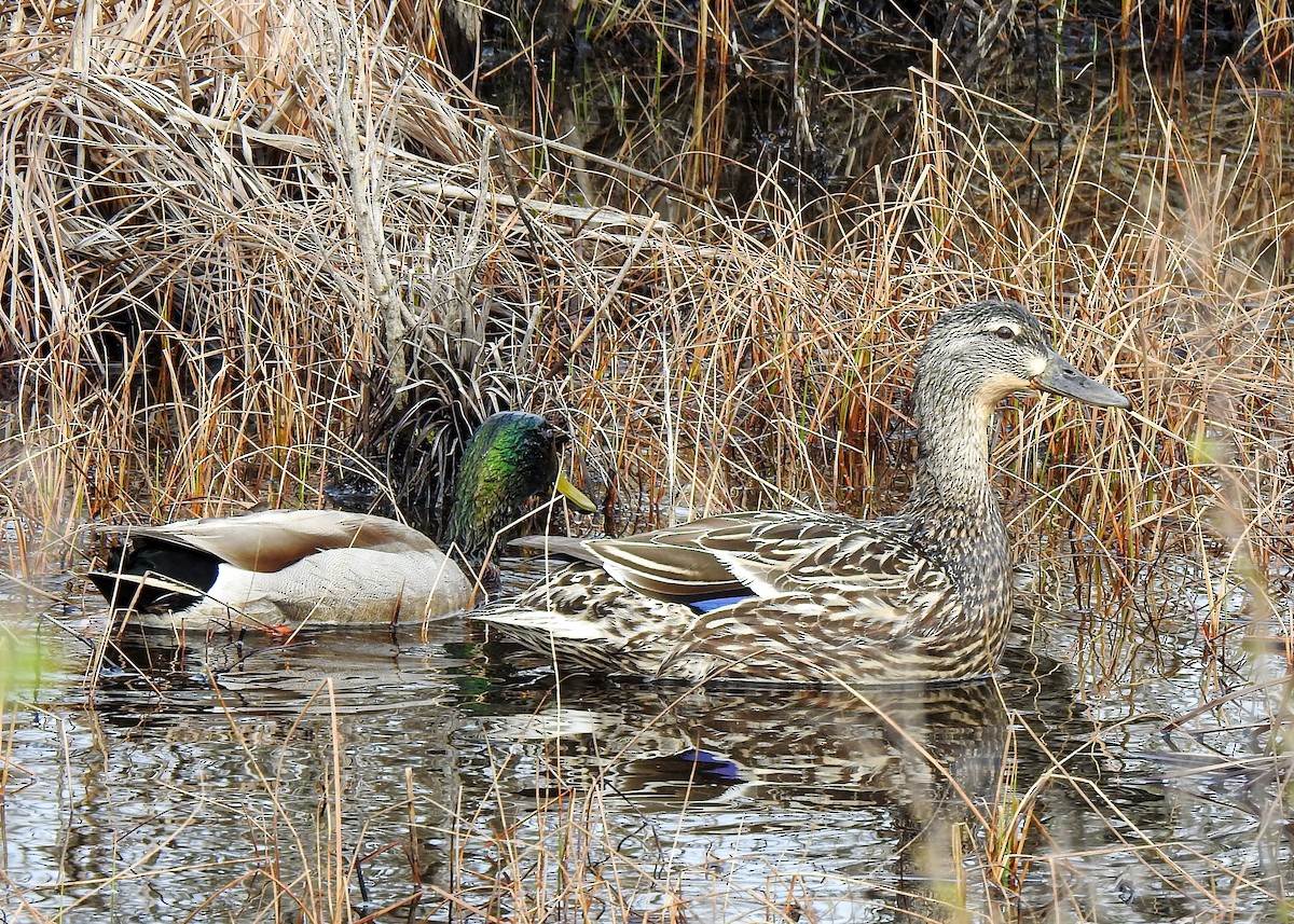 New York Breeding Bird Atlas Checklist - 24 Apr 2023 - Napeague SP ...