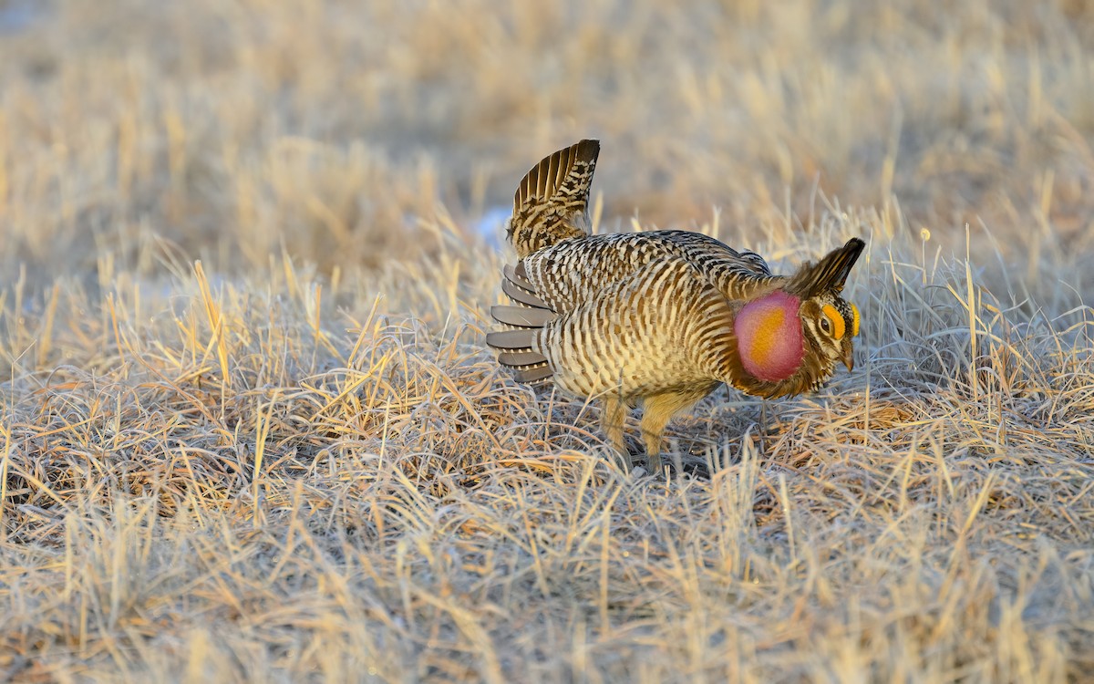 Sharp-tailed Grouse x Greater Prairie-Chicken (hybrid) - eBird