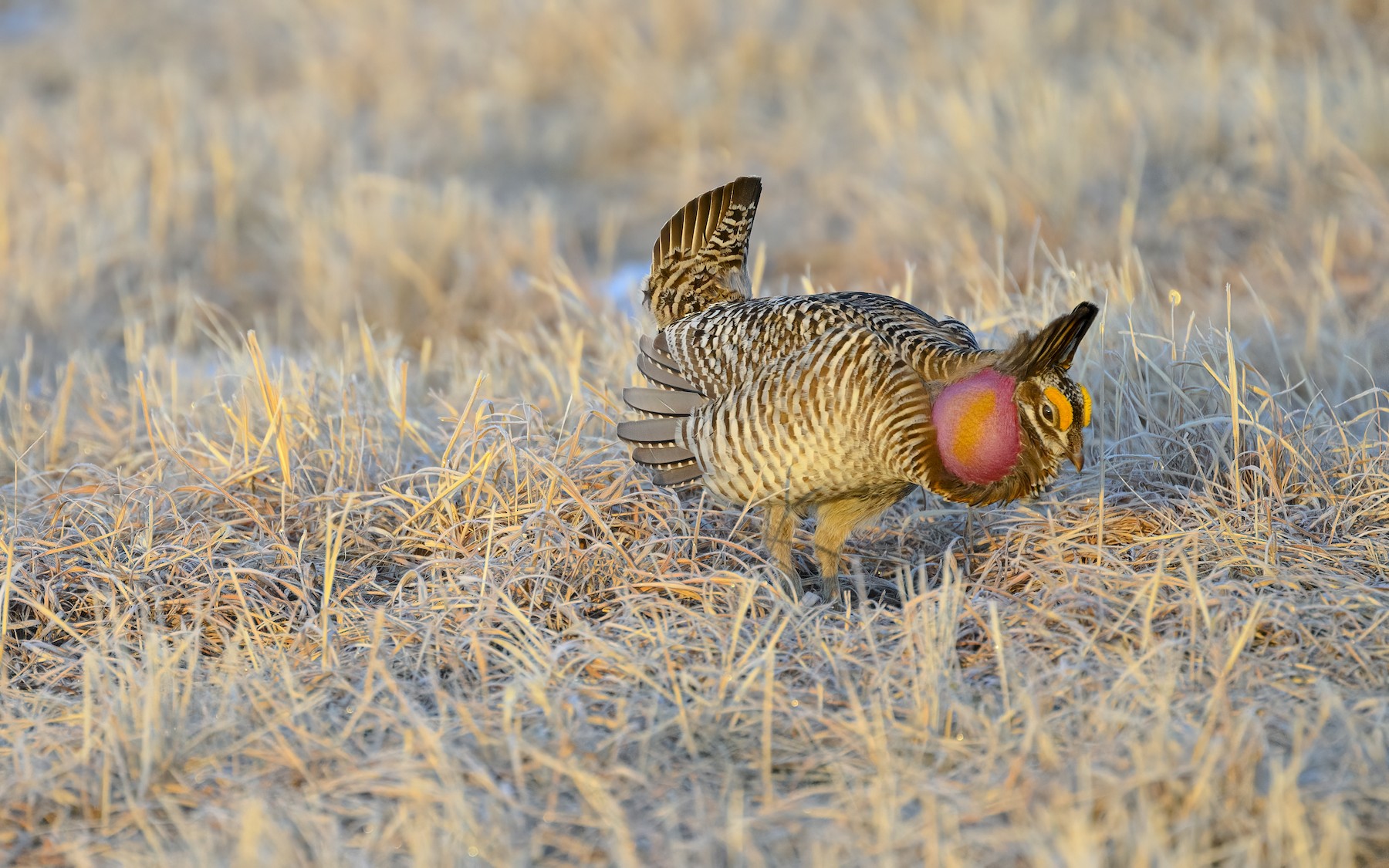 Sharp-tailed Grouse x Greater Prairie-Chicken (hybrid) - eBird