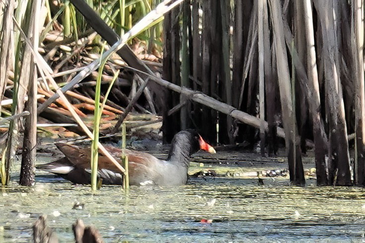 eBird Checklist - 24 Apr 2023 - Bles Park - 19 species