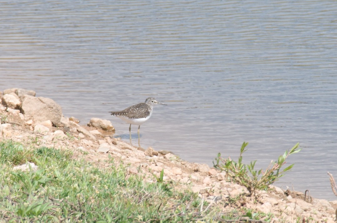 eBird Checklist - 24 Apr 2023 - Sycamore Ridge retention pond - 6 species