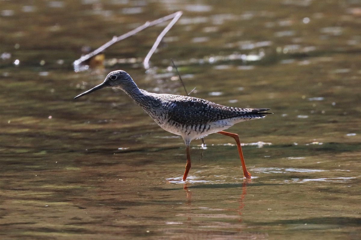 eBird Checklist - 23 Apr 2023 - Silver Lake Park/Nature Center - 28 species