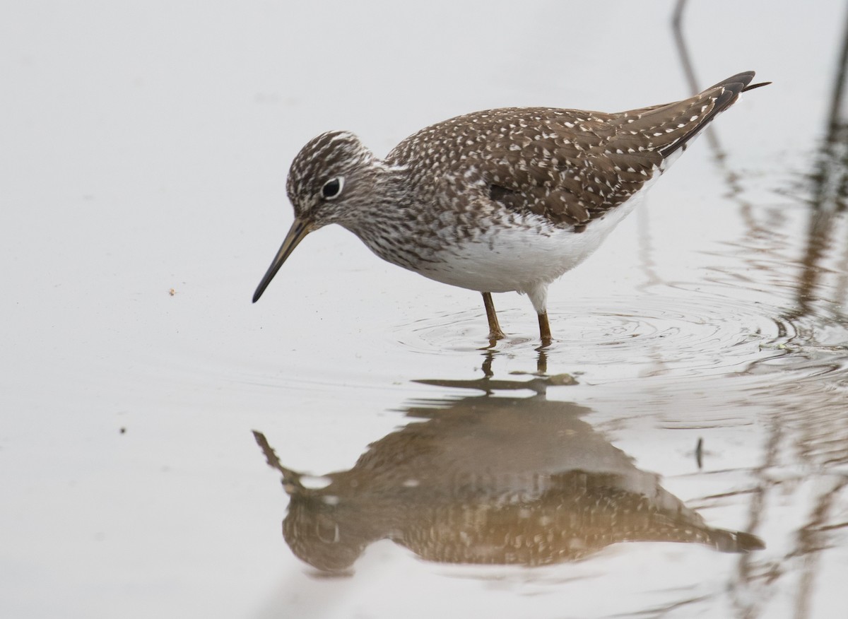 Maryland-DC Breeding Bird Atlas Checklist - 21 Apr 2023 - Swan Harbor ...