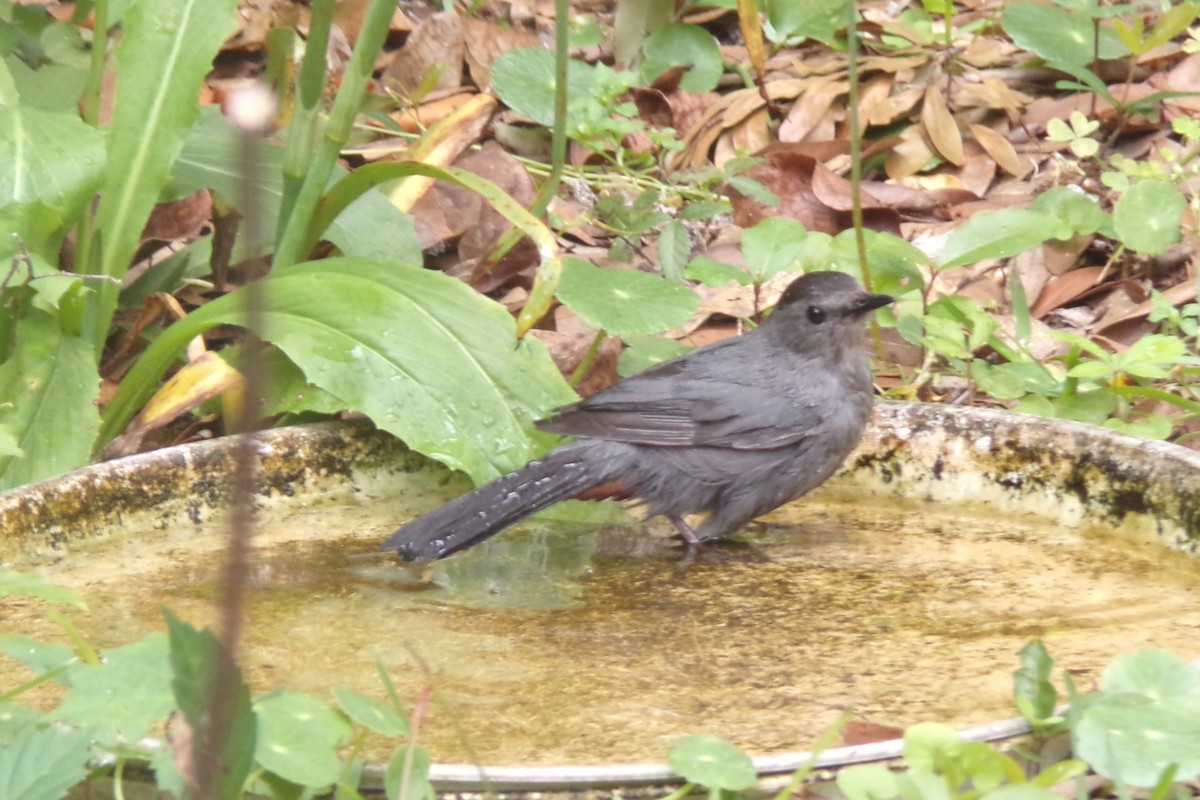 eBird Checklist - 24 Apr 2023 - Warrington FL 32507 - 13 species