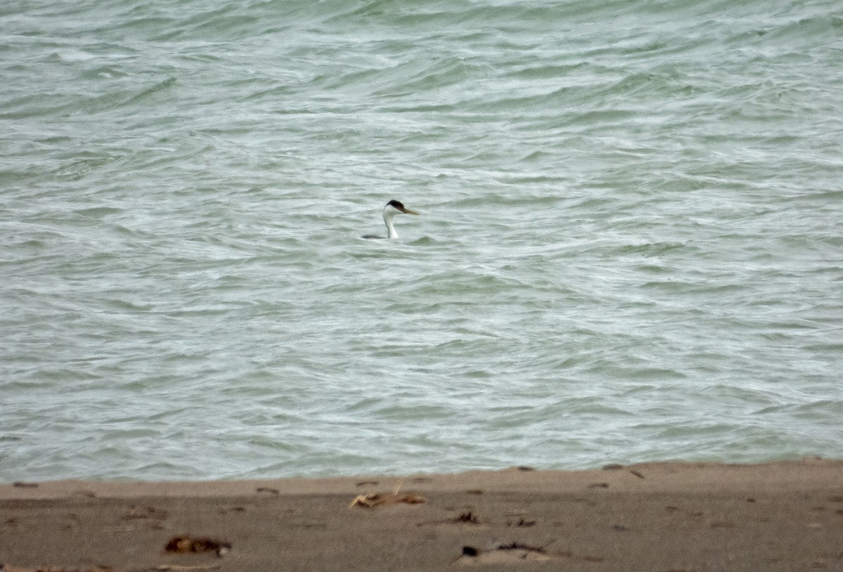 eBird Checklist - 24 Apr 2023 - Presque Isle SP--Gull Pt. - 23 species