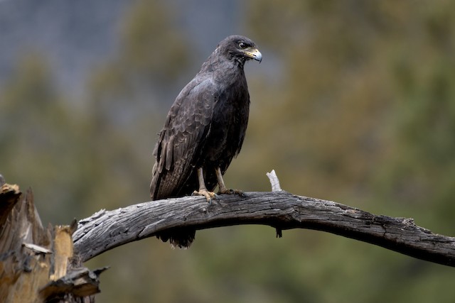 Hawk With Yellow Beak