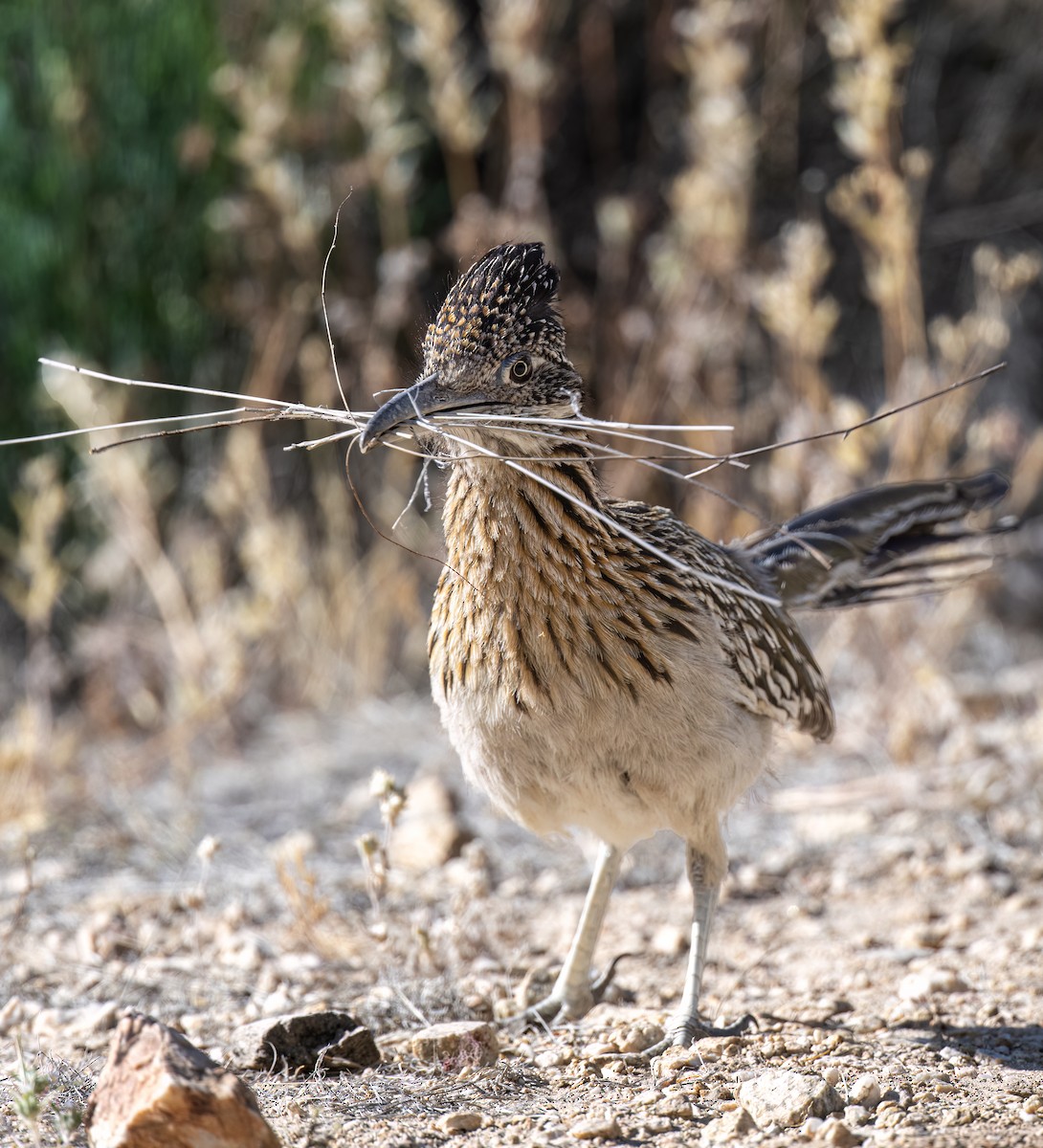 eBird Checklist - 24 Apr 2023 - Sabino Dam and downstream riparian - 18 ...