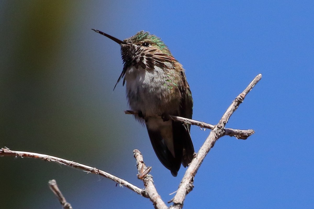 eBird Checklist - 24 Apr 2023 - Davis Creek Regional Park - 17 species