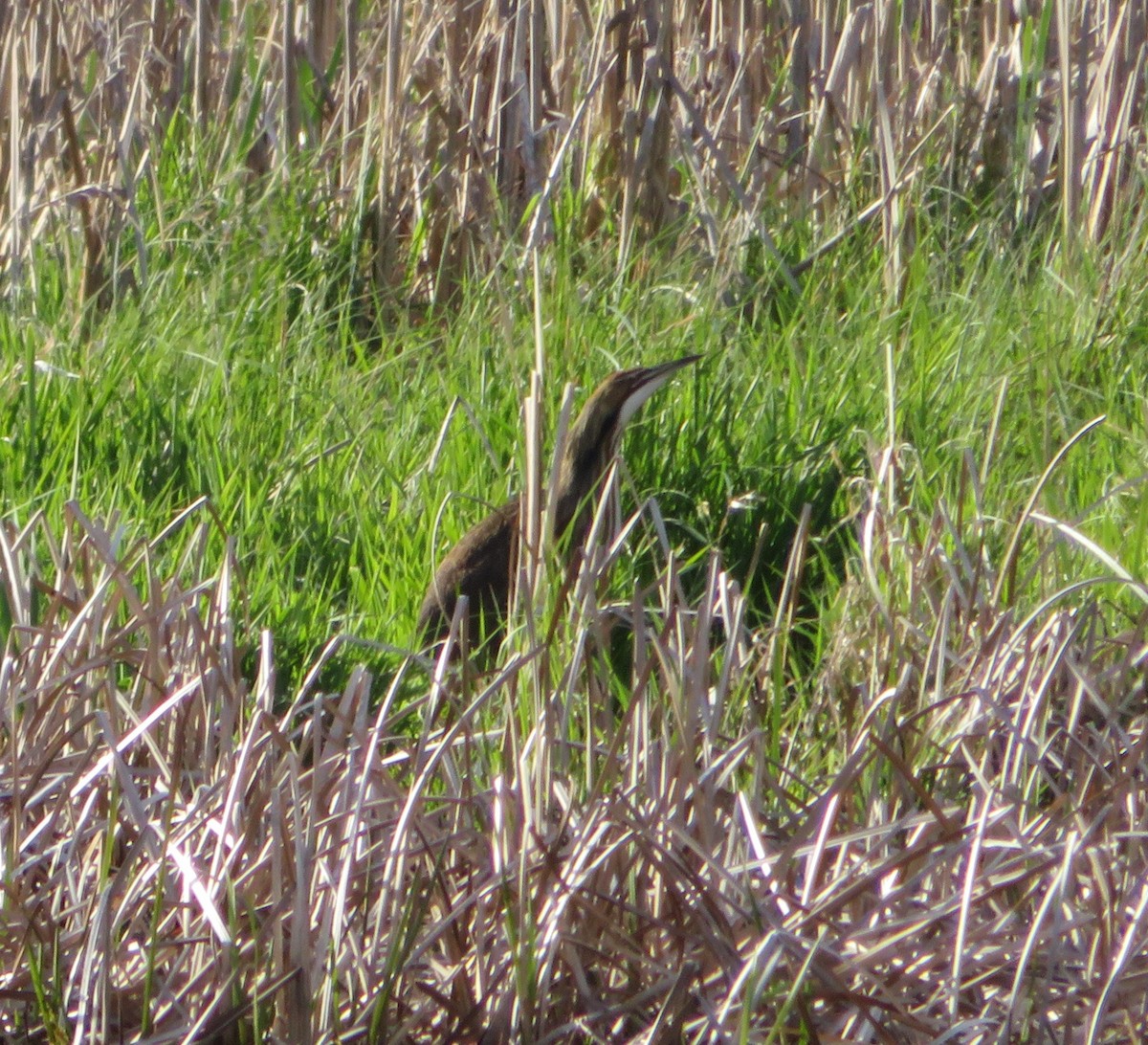 eBird Checklist - 24 Apr 2023 - Wimisink Preserve - 18 species
