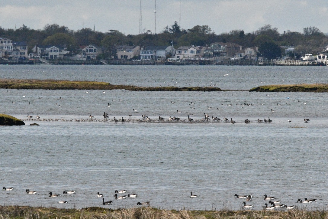 eBird Checklist - 23 Apr 2023 - Lido Beach Passive Nature Area - 13 species