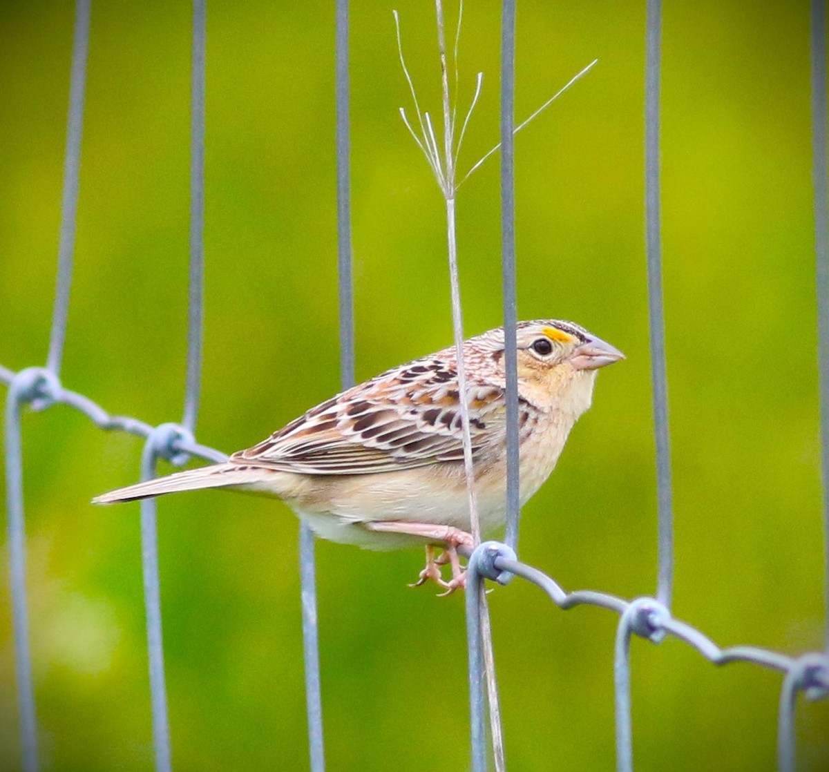 North Carolina Bird Atlas Checklist - 23 Apr 2023 - 25 School House Rd ...