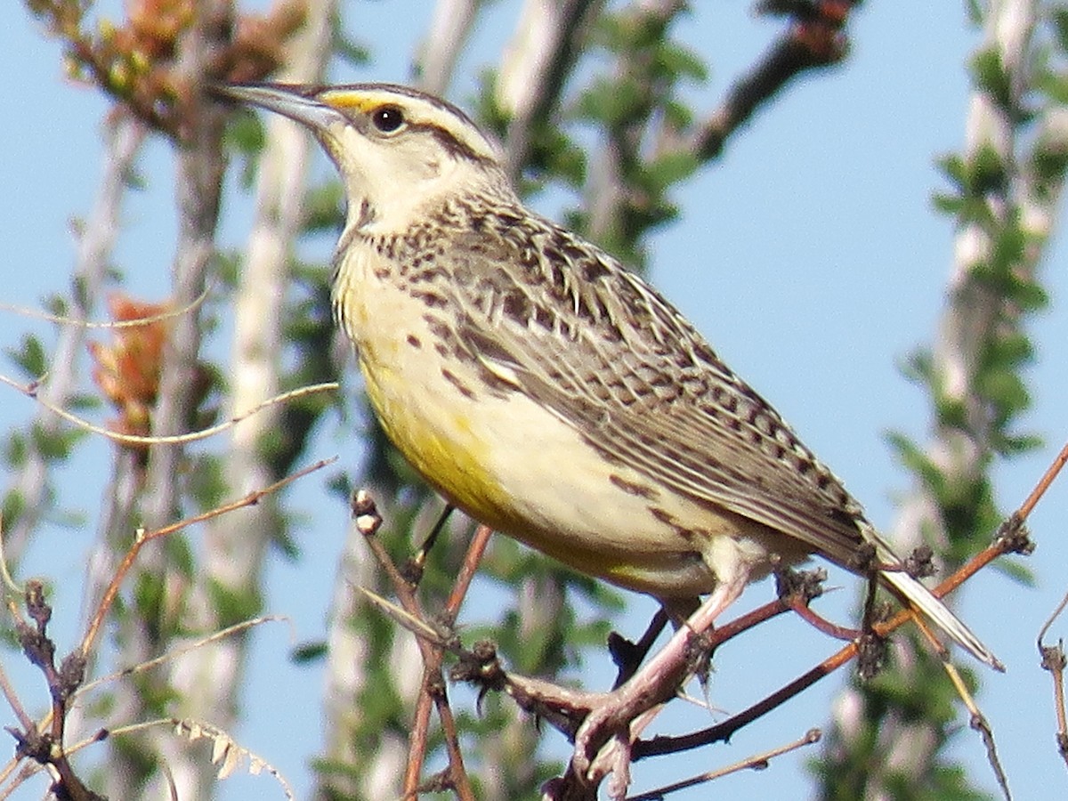 eBird Checklist - 16 Apr 2023 - Grasslands between Proctor Rd and ...
