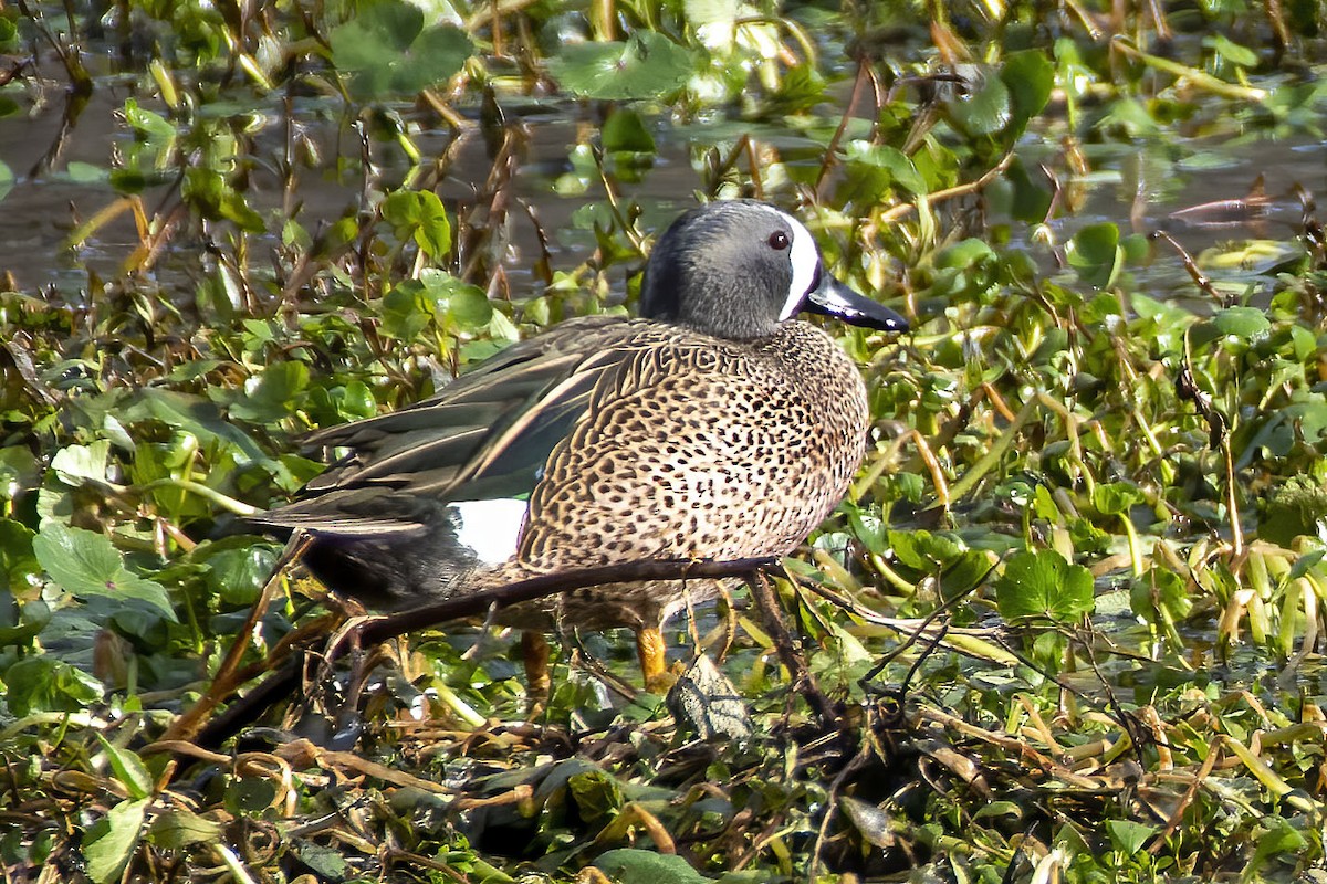 eBird Checklist - 27 Dec 2022 - Phinney Nature Park - 1 species
