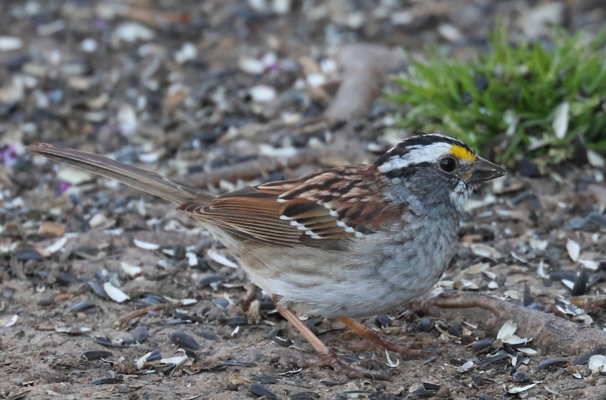 eBird Checklist - 9 Apr 2023 - Eureka House (PRIVATE) - 15 species