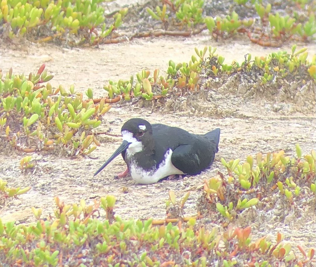 eBird Checklist - 22 Apr 2023 - Kawai'ele State Waterbird Sanctuary ...