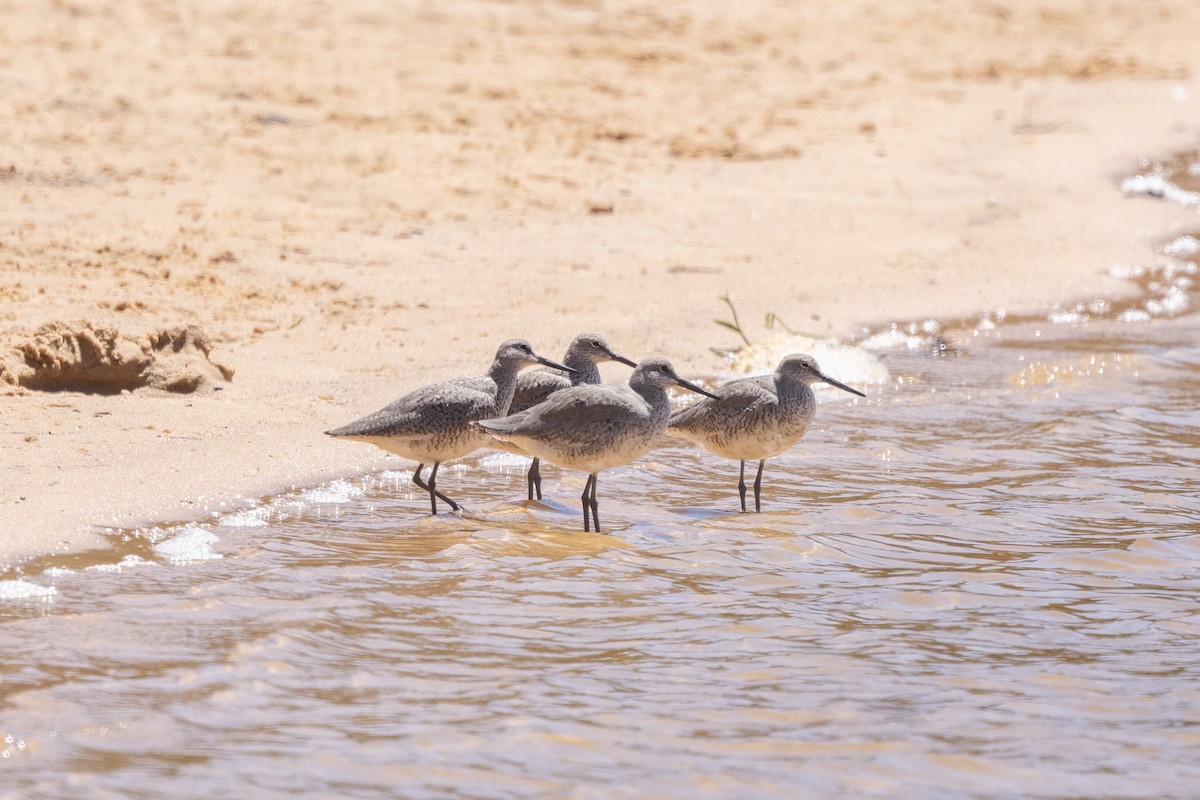 eBird Checklist - 24 Apr 2023 - Lake Acworth--Cauble Park - 17 species