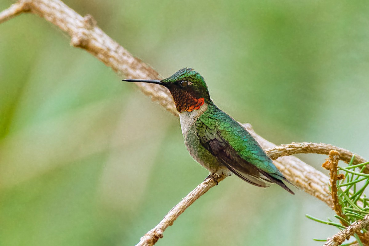 North Carolina Bird Atlas Checklist - 25 Apr 2023 - Land Harbor Lake ...