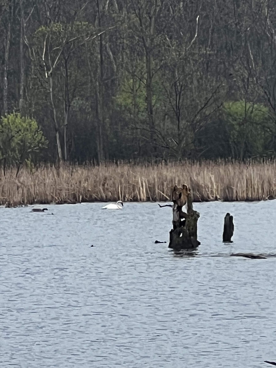 eBird Checklist - 25 Apr 2023 - Danada Forest Preserve--West - 43 species