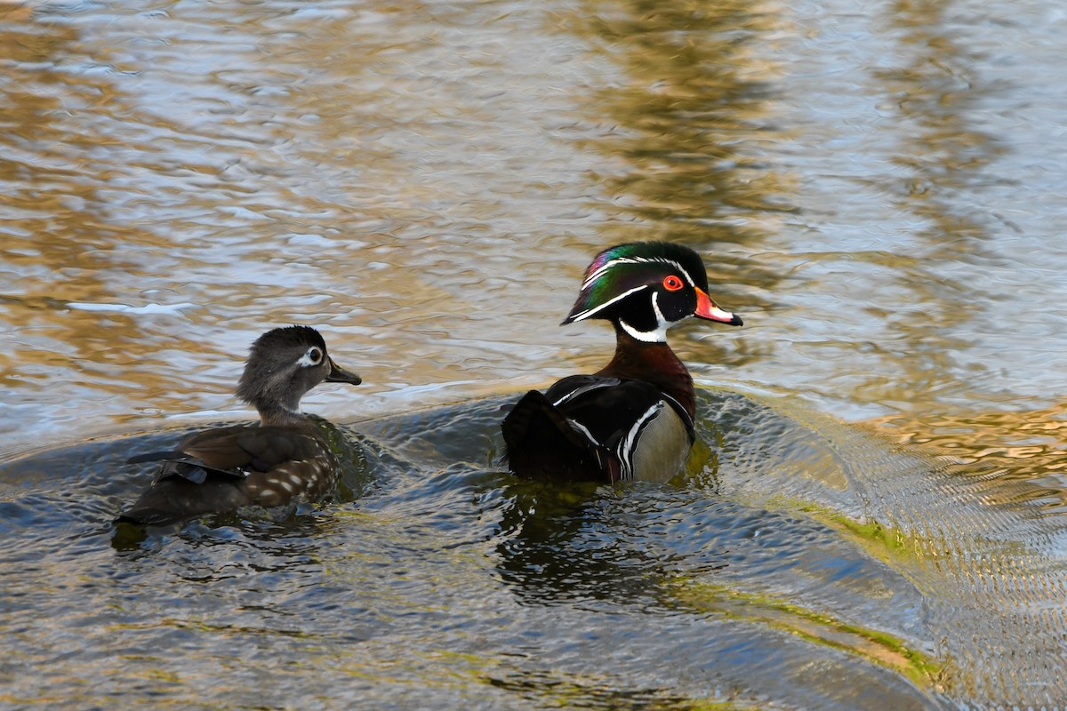 eBird Checklist - 25 Apr 2023 - Shawnee Mission Park - 54 species