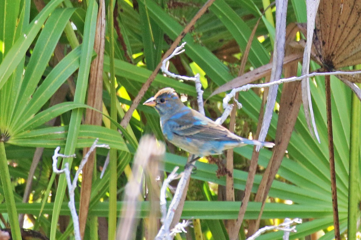 eBird Checklist - 25 Apr 2023 - Amberjack Environmental Park--Lemon ...