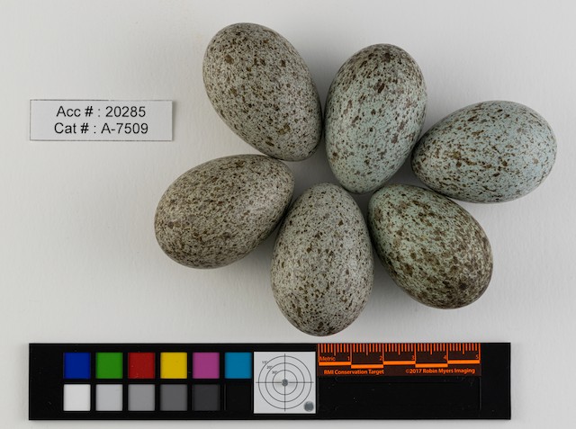 Raven Egg FOCUS ON EASTER IMPULSE: Egging You On | Focus On Feature