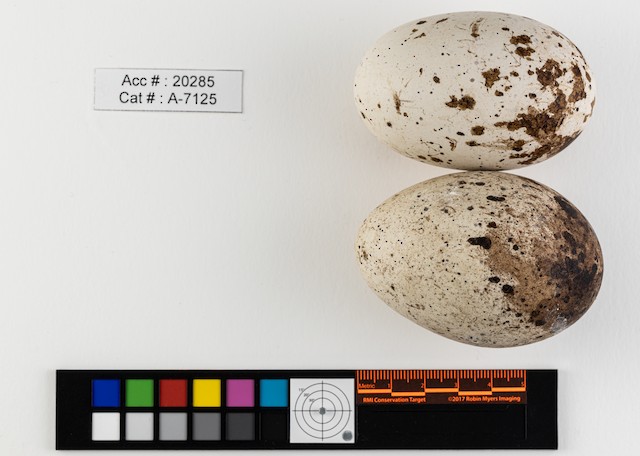 Turkey Vulture Eggs
