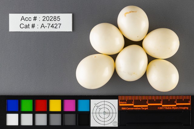 Northern Flicker Eggs