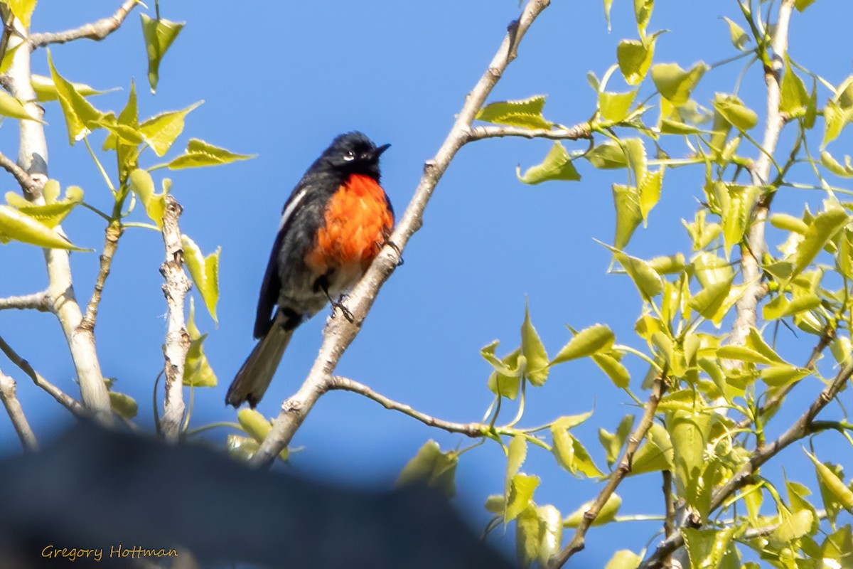eBird Checklist - 24 Apr 2023 - Spring Green Preserve--East - 19 species