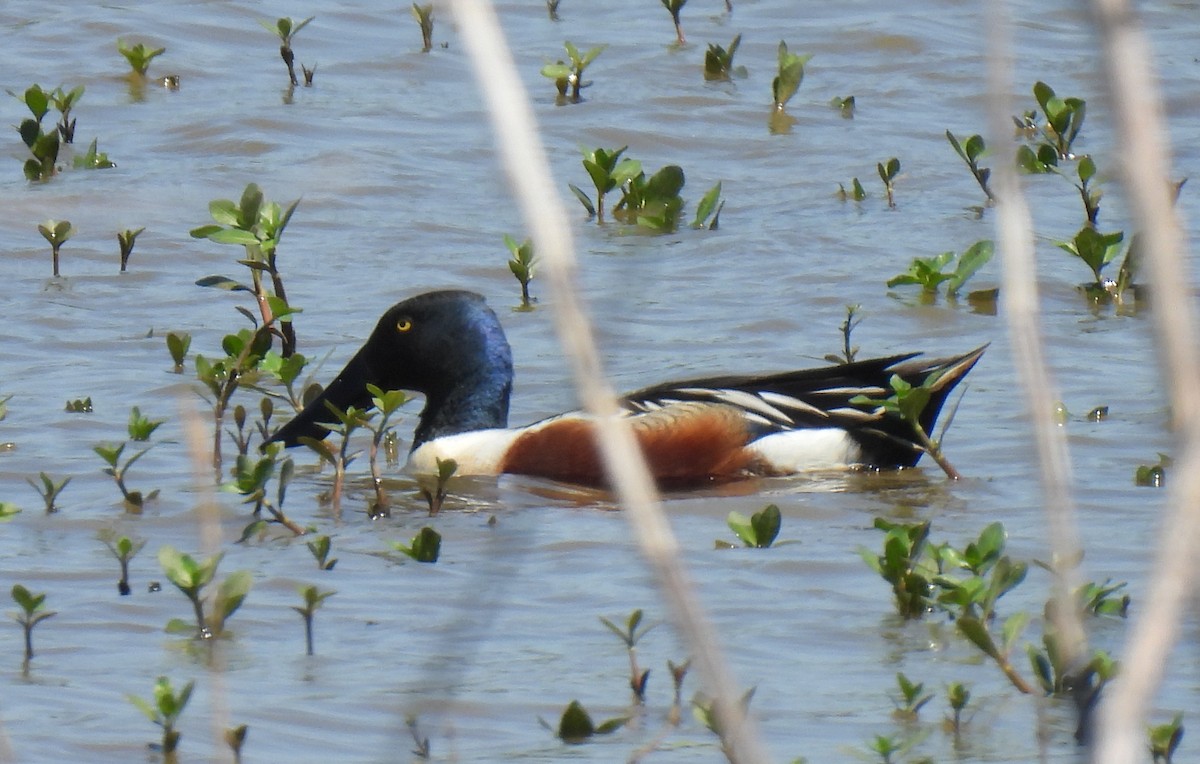 eBird Checklist - 20 Apr 2023 - Tennessee NWR--Duck River Unit - 68 species
