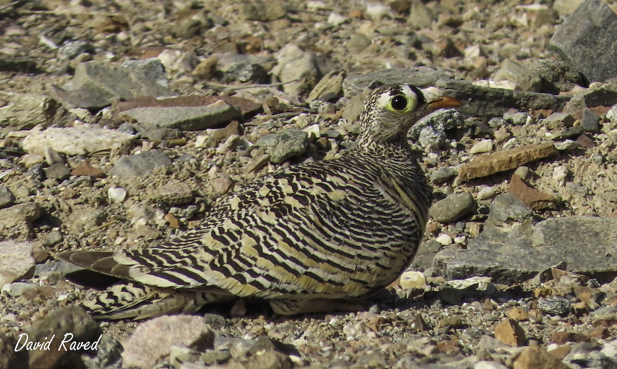 Israel Breeding Bird Atlas Checklist - 24 Apr 2023 - Eilat--Holland ...