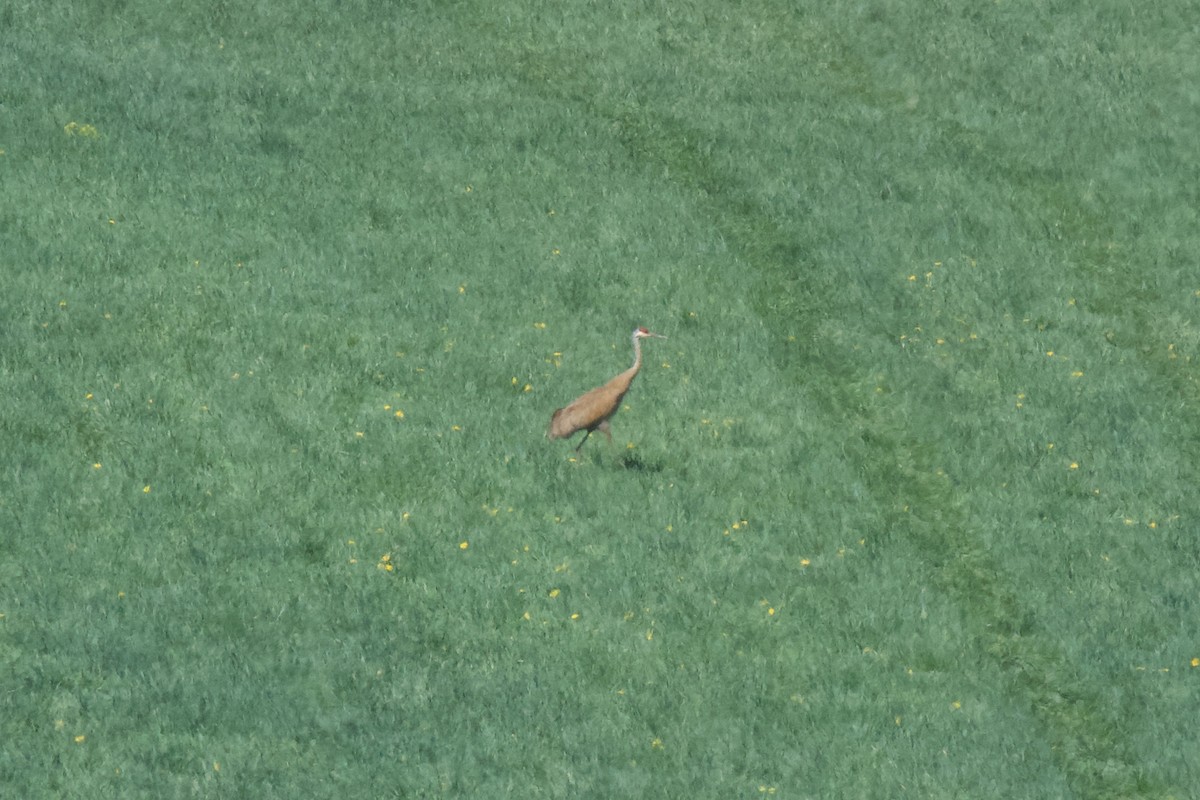 Maryland-DC Breeding Bird Atlas Checklist - 25 Apr 2023 - 2328–2498 ...