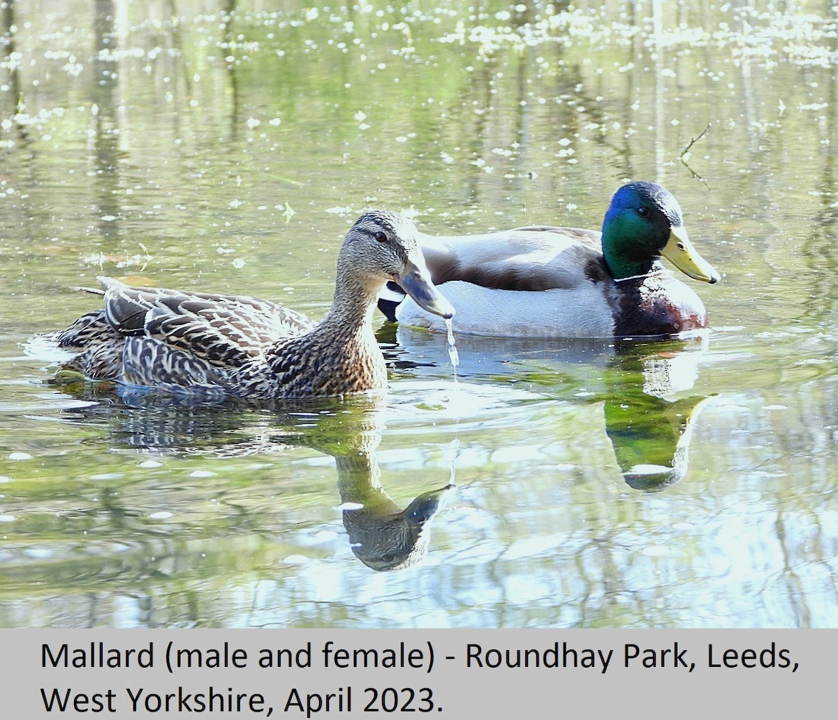 eBird Checklist - 25 Apr 2023 - Roundhay Park--Waterloo Lake - 9 ...