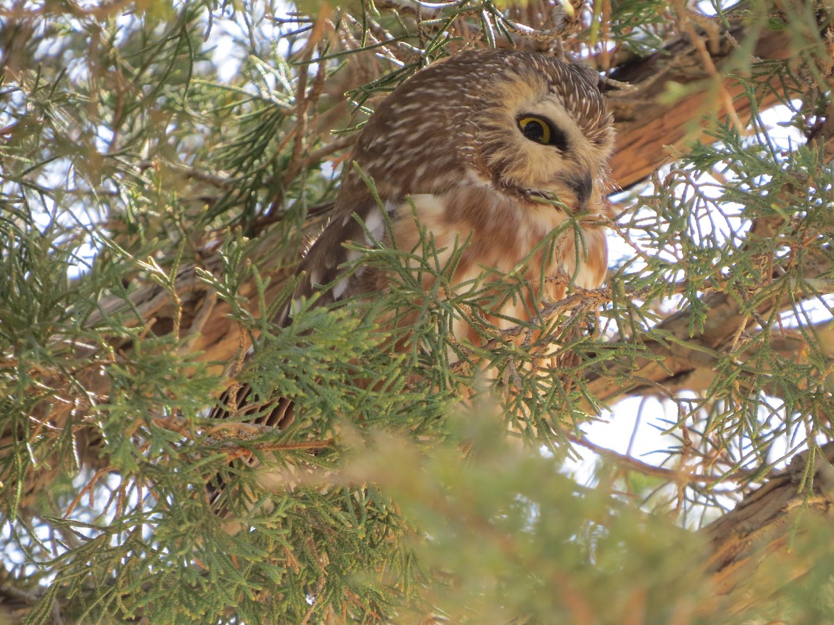 eBird Checklist - 10 Mar 2023 - Hallock SP Preserve - 27 species