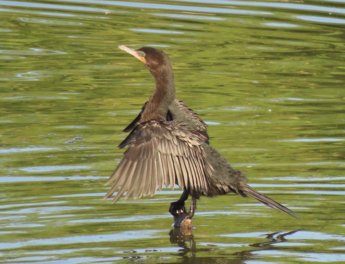 eBird Checklist - 24 Apr 2023 - Lakeside Park - 37 species