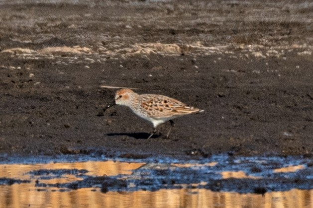 eBird Checklist - 25 Apr 2023 - Marsh Wren Community Wetlands - 36 species