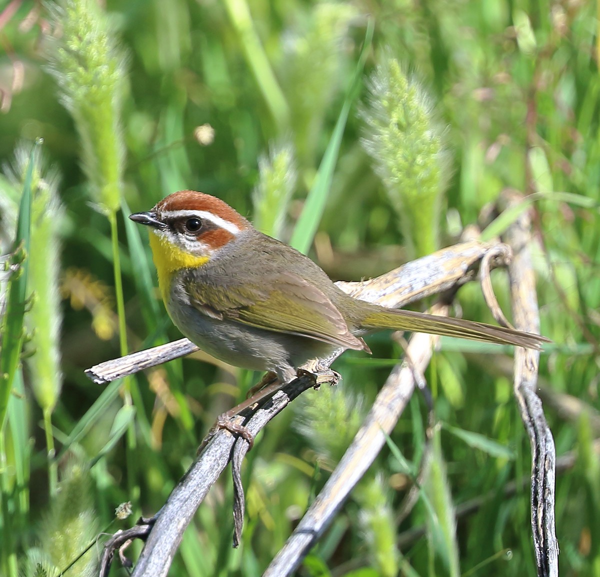 eBird Checklist - 25 Apr 2023 - Patagonia Lake SP--Birding Trail - 51 ...