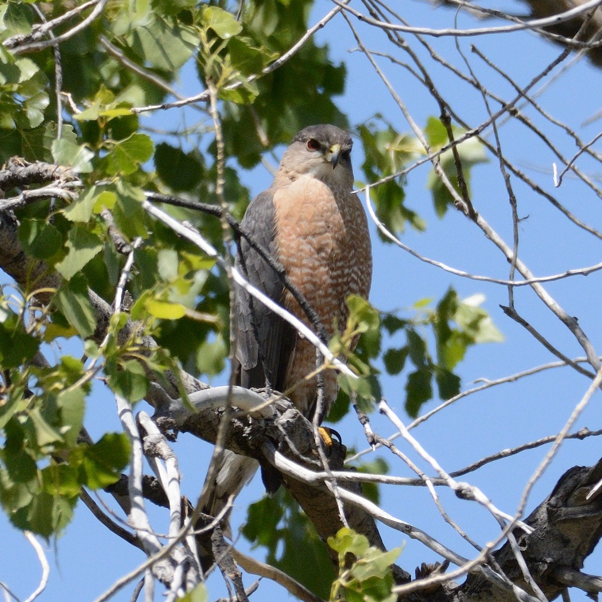 eBird Checklist - 25 Apr 2023 - Ramsey Canyon Cabins (opened 2022) - 33 ...