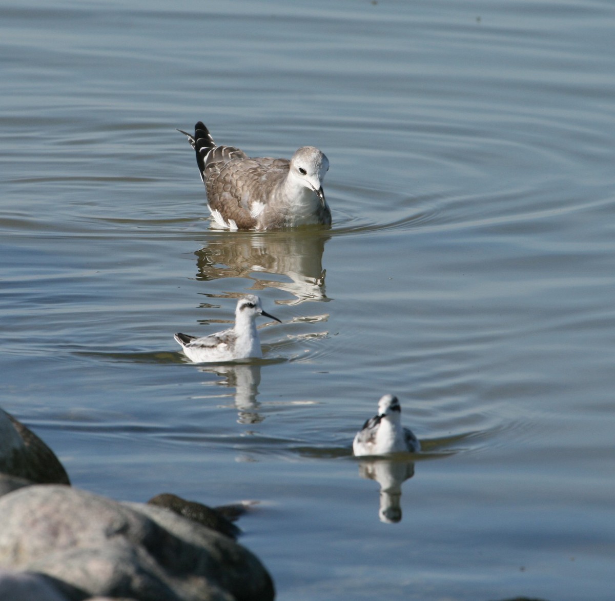 eBird Checklist - 10 Oct 2010 - Antelope Island SP - 17 species (+1 other taxa)