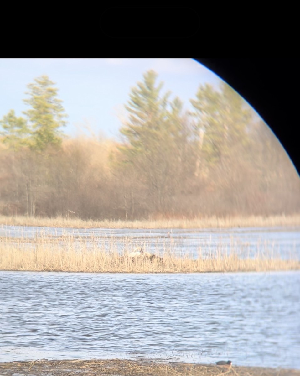 eBird Checklist - 25 Apr 2023 - Fish Lake SWA (general) - 28 species